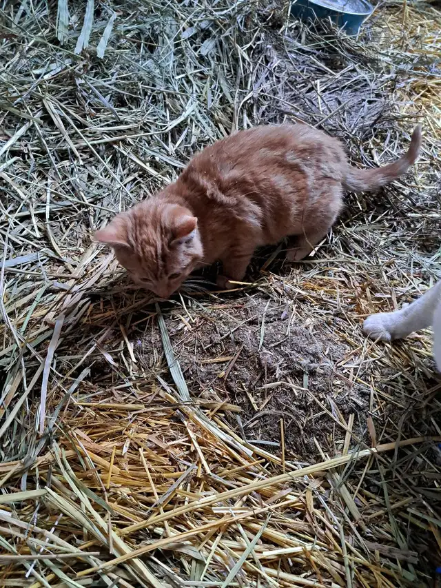 Orange kittens | Cats & Kittens for Rehoming | Strathcona County | Free ...