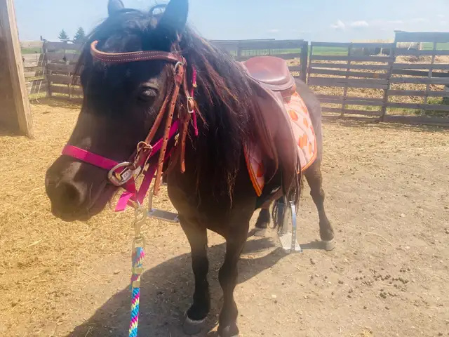 Mini mare for sale | Horses & Ponies for Rehoming | Calgary | Free ...