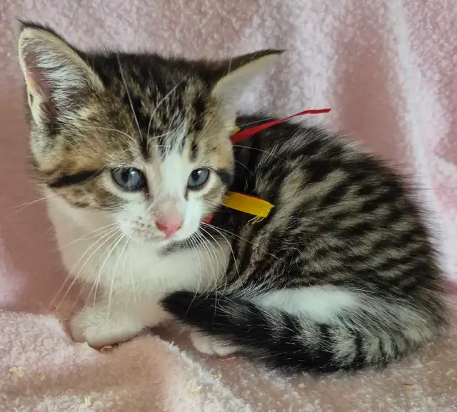 MAGNIFIQUES PETITS CHATONS | Cats & Kittens for Rehoming | Sherbrooke ...