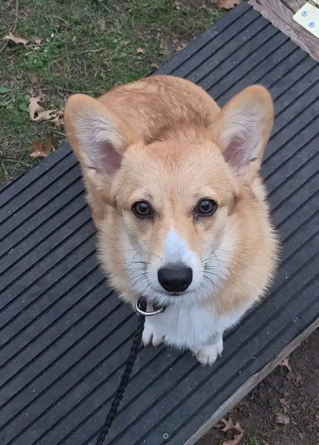 Welsh Corgi Pembroke Pure Race | Dogs & Puppies for Rehoming ...