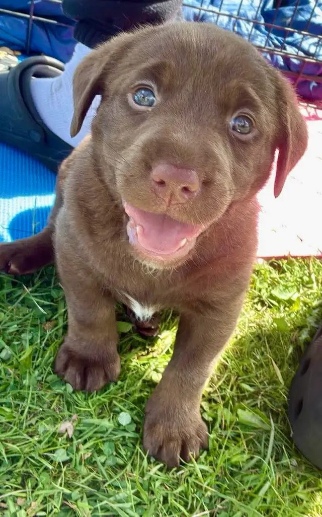 Chocolate Lab with Stunning Hazel-Green Eyes | Dogs & Puppies for ...