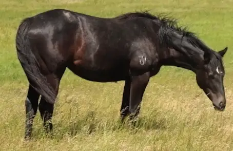 Pretty, sleek out of one of our best producing mares | Horses & Ponies ...