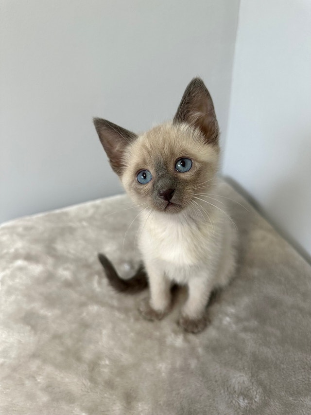 Siamese/Ragdoll - Ragamese | Cats & Kittens for Rehoming | North Bay ...