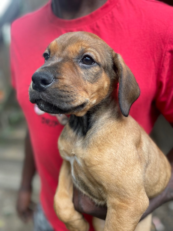 Puppies ready to be rehomed ASAP | Dogs & Puppies for Rehoming ...