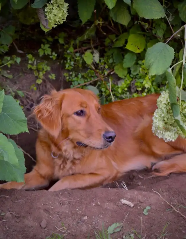 Chiots – Golden Retriever de type Field (Red) | Dogs & Puppies for ...