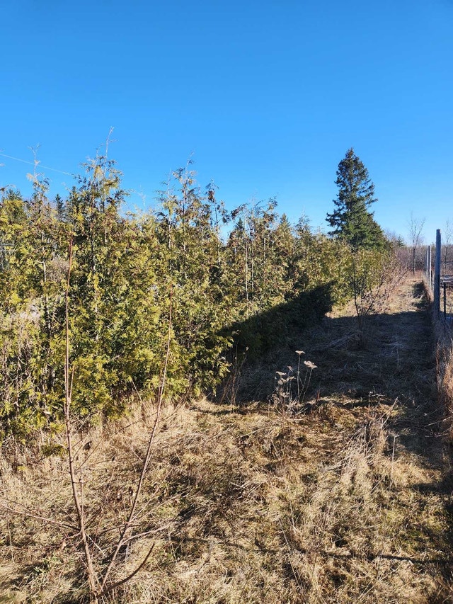 Cedar Trees for Hedging | Plants, Fertilizer & Soil | Kawartha Lakes ...