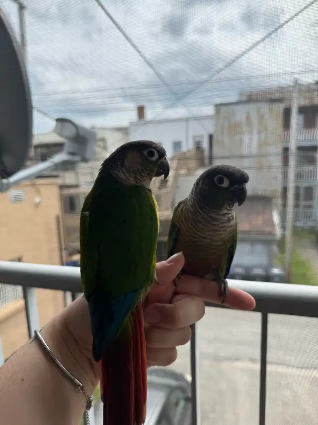 Deux conures a joue verte(male et femelle) | Birds for Rehoming ...