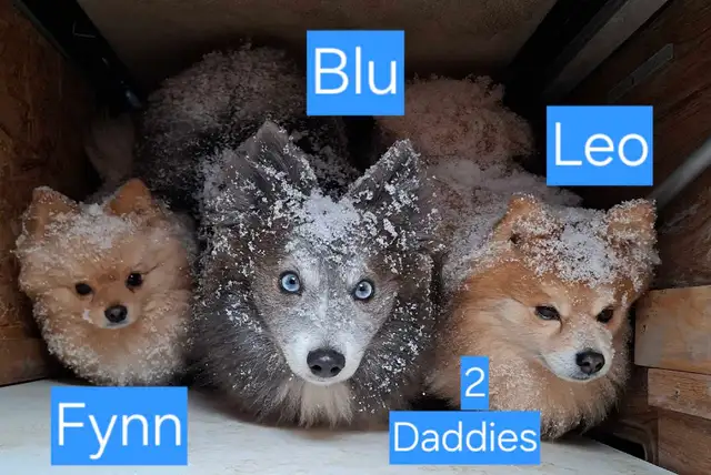4 Adopted! Rare 5 mth Mini & Micro Pomsky Pups - Fully Trained | Dogs ...