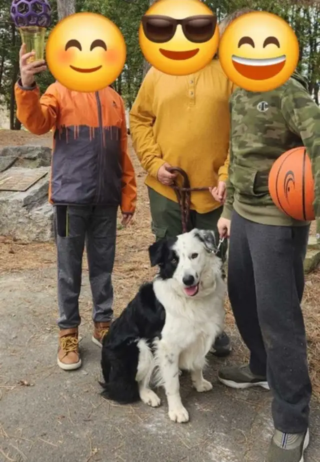 Purebred Border Collie pups/ Border Collies chiots race pure | Dogs ...