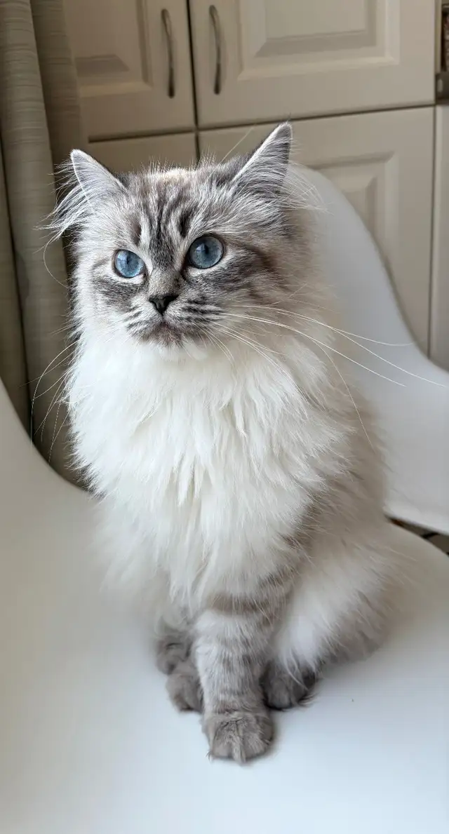 Chatons Himalayens pur race à vendre | Cats & Kittens for Rehoming ...