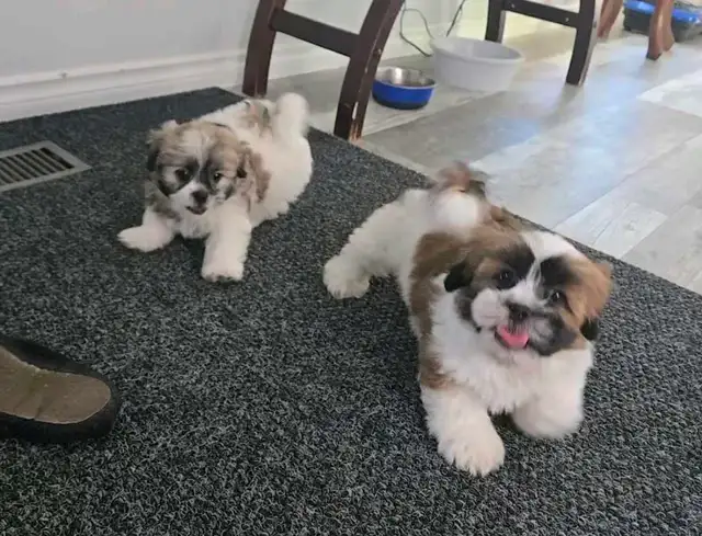 Shih-tzu x Havanese puppies for sale | Dogs & Puppies for Rehoming ...