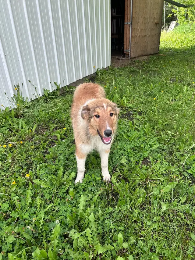 Rough Collie Male | Dogs & Puppies for Rehoming | Winnipeg | Free local ...