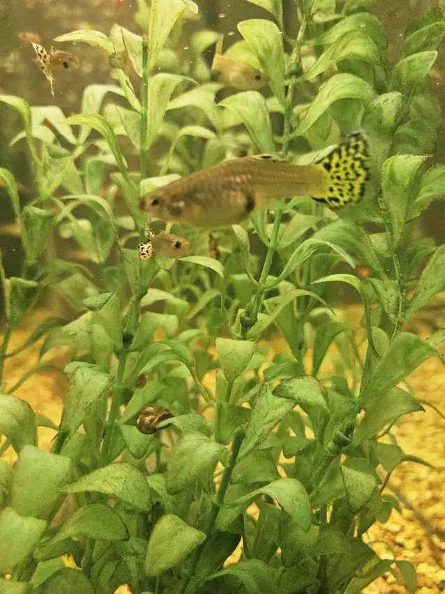 Fancy Guppy Fish | Fish for Rehoming | St. Catharines | Free local ...