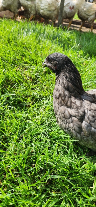 Chickens (pullets) born april 11th | Livestock | Hamilton | Kijiji