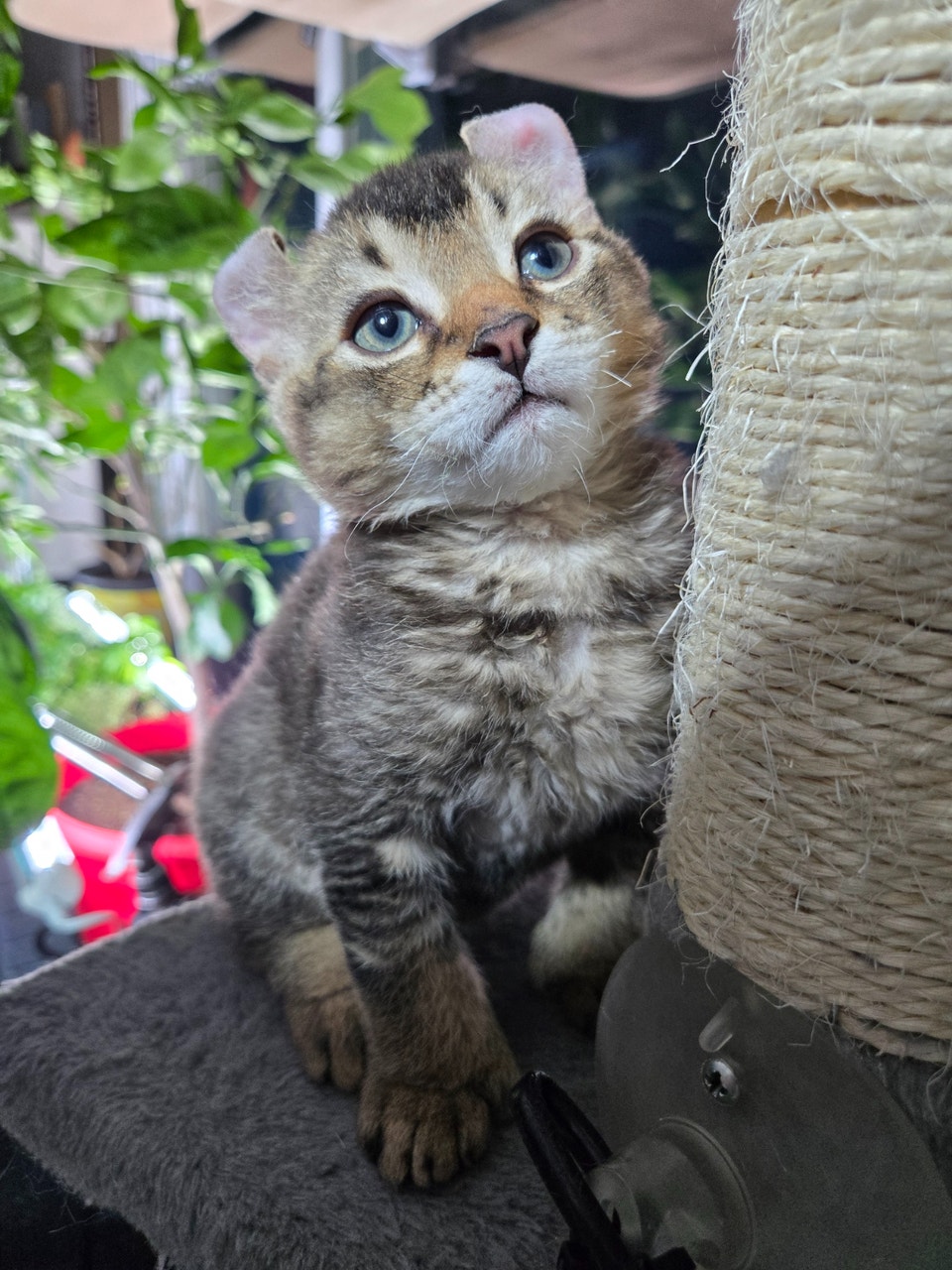 Chaton Highland Lynx Pure Race | Cats & Kittens for Rehoming | City of ...
