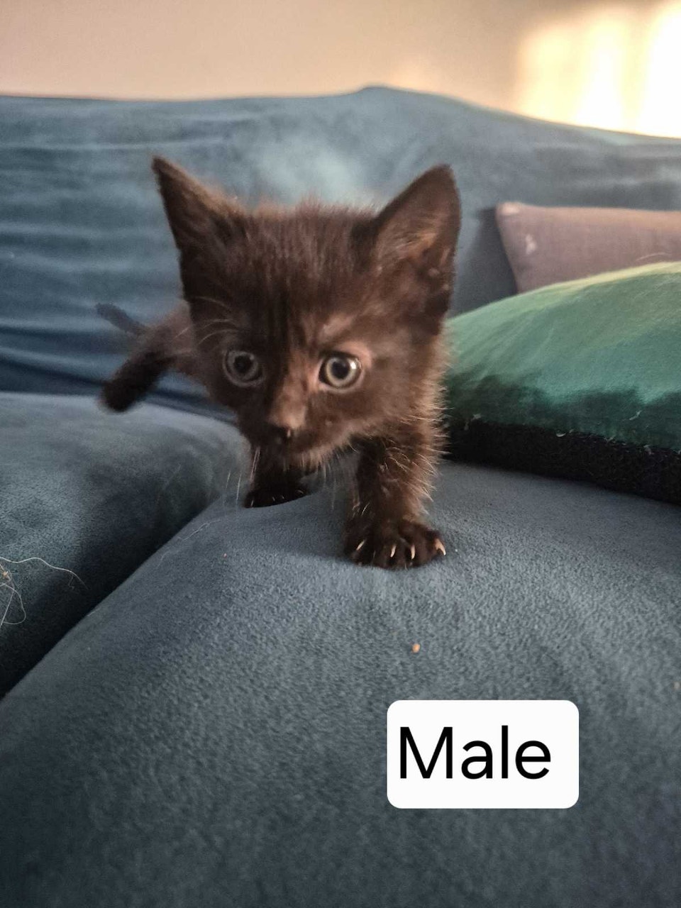 Kittens for rehoming | Cats & Kittens for Rehoming | Edmonton | Free ...