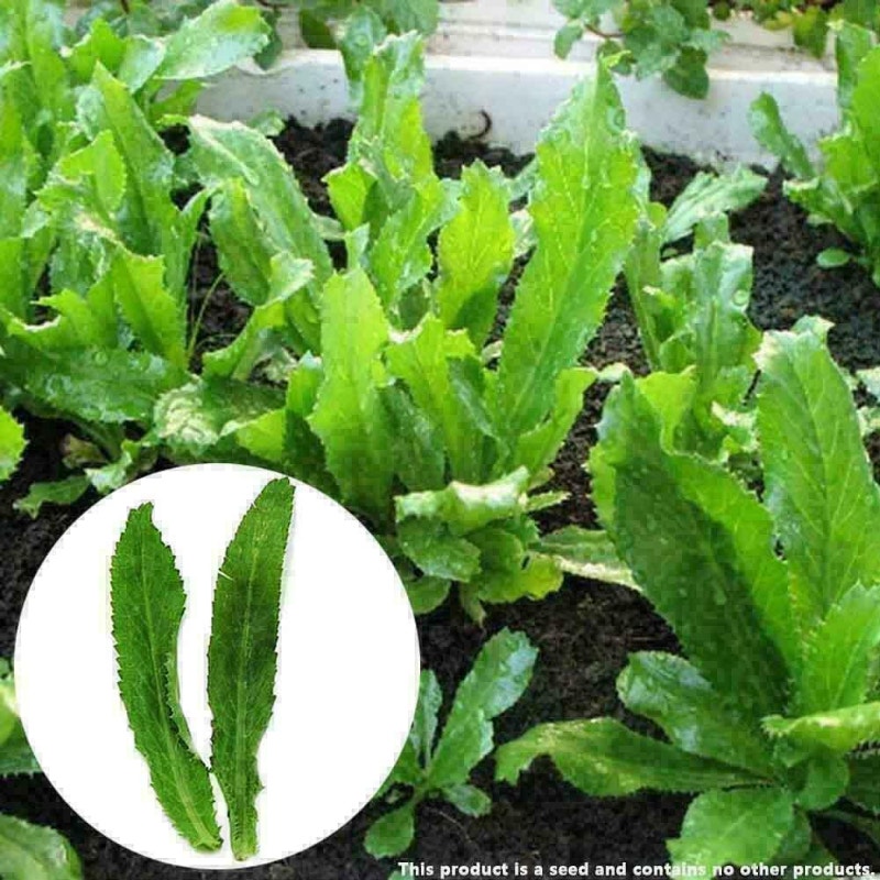100 SEEDS of Culantro Recao 芫茜 Chadon Beni Ngo Gai ORGANIC herb ...