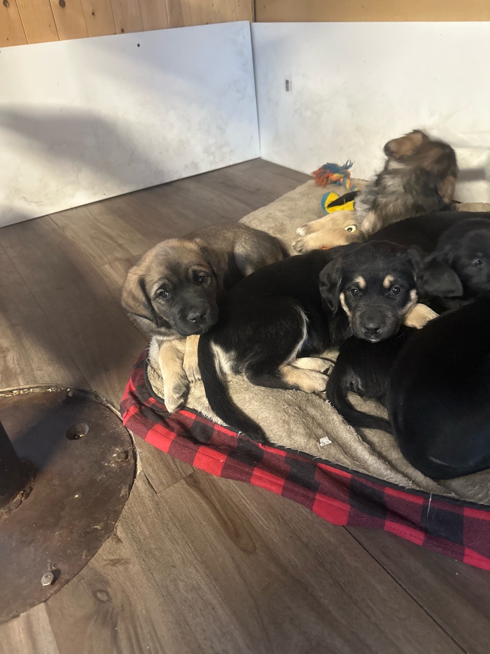 chien à vendre | Dogs & Puppies for Rehoming | Saguenay | Free local ...