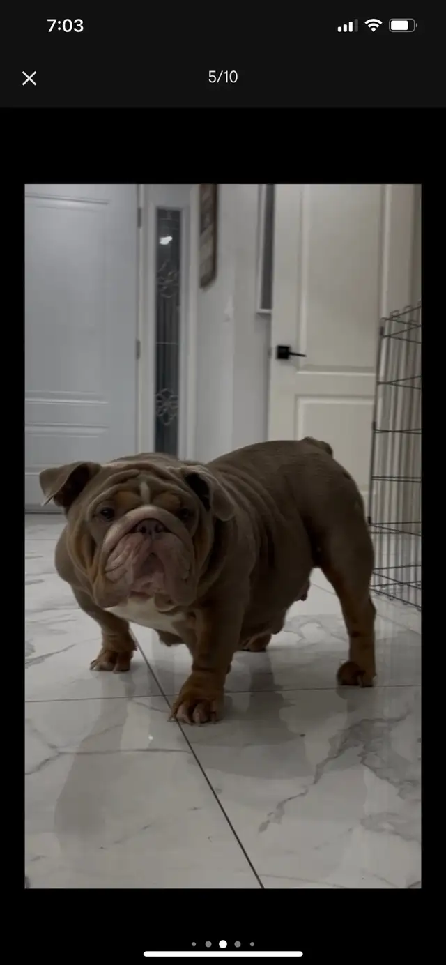 english bulldog pups rare color wrinkly cuddle bugs | Dogs & Puppies ...