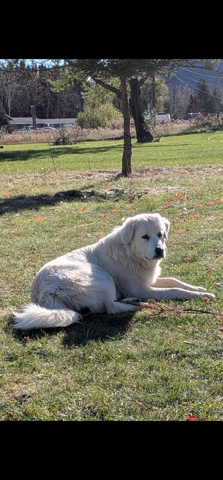 Pure Bred Great Pyrenees 11 months Female | Dogs & Puppies for Rehoming ...