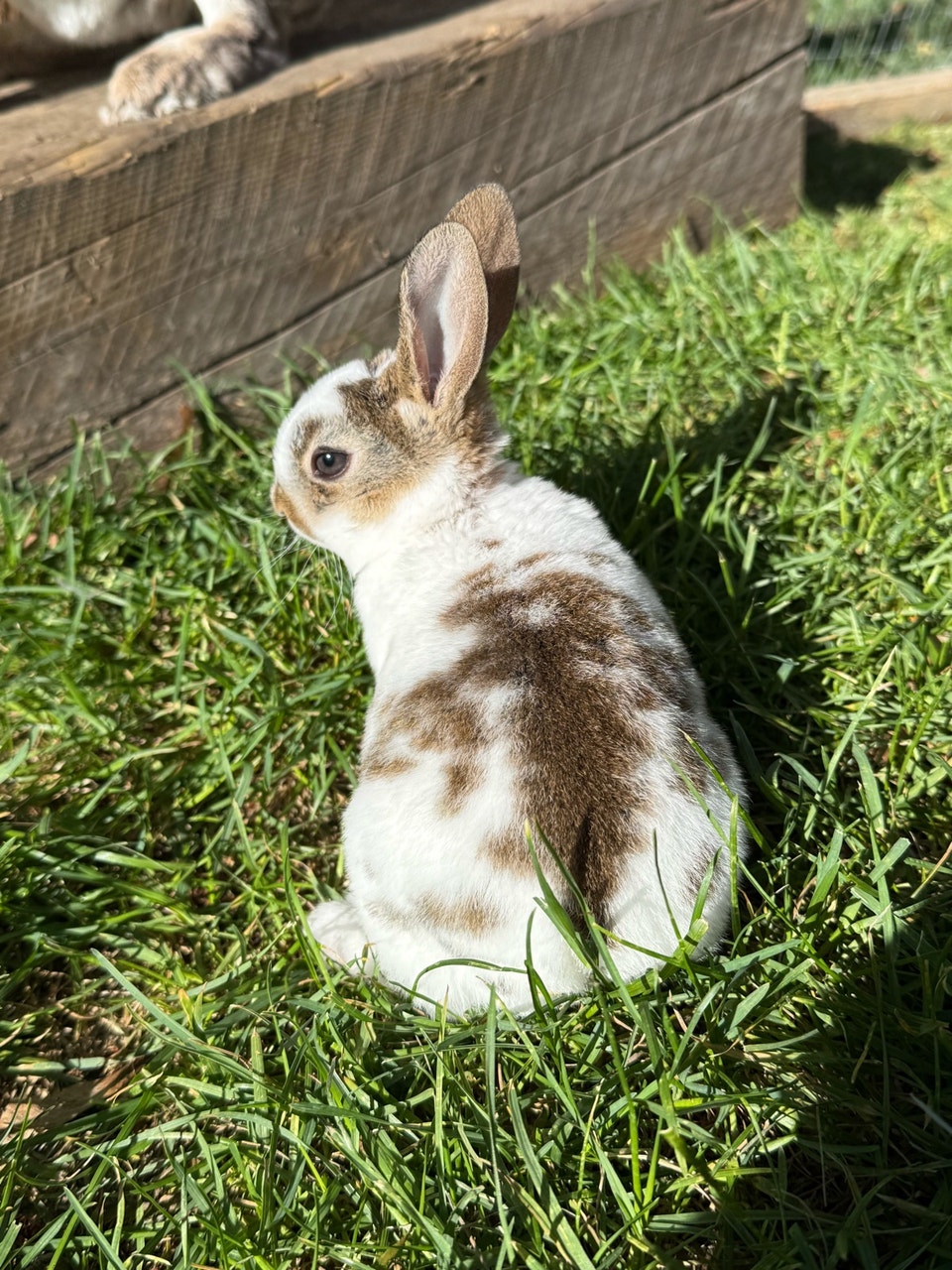 baby bunnies | Small Animals for Rehoming | Vernon | Free local ...