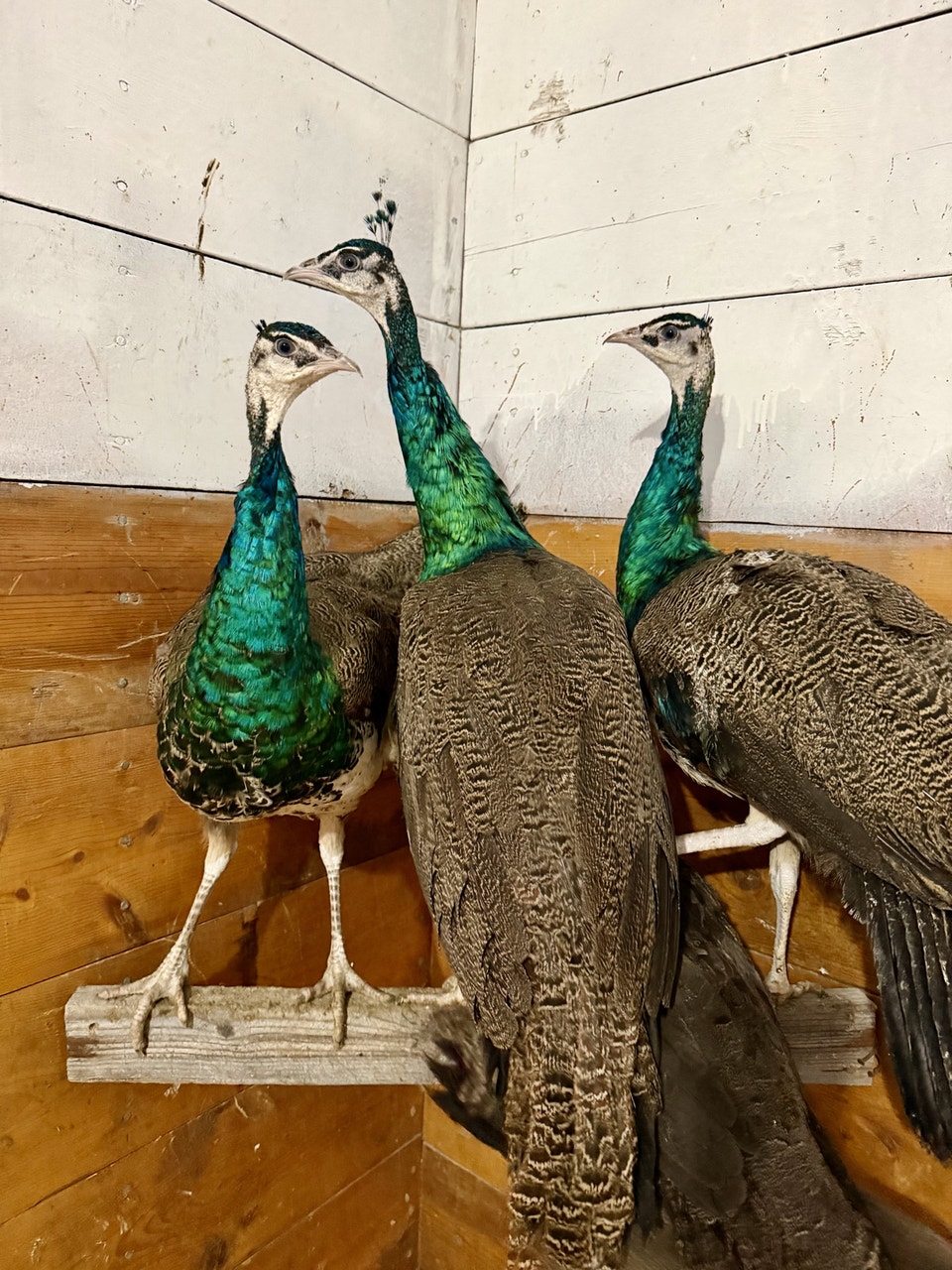 Male Peacocks | Livestock | Markham / York Region | Free local ...