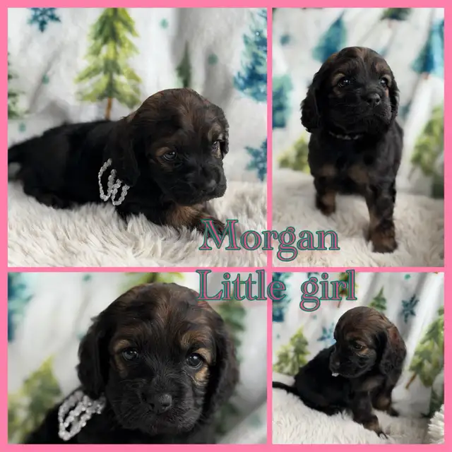 ️Cuddly Cockapoo/ Cocker Spaniel Babies ️ | Dogs & Puppies for Rehoming ...