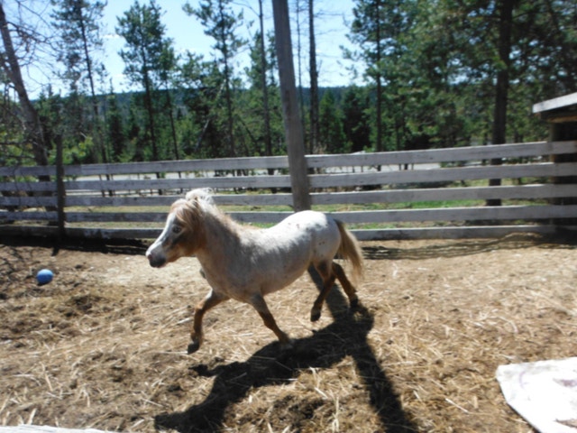Trade of AMHA/AMHR mini stallion | Horses & Ponies for Rehoming | 100 ...