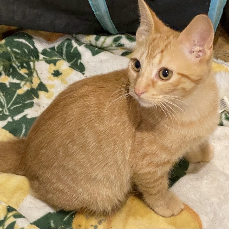 Looking for solid beige/solid cream short hair male kitten | Cats ...