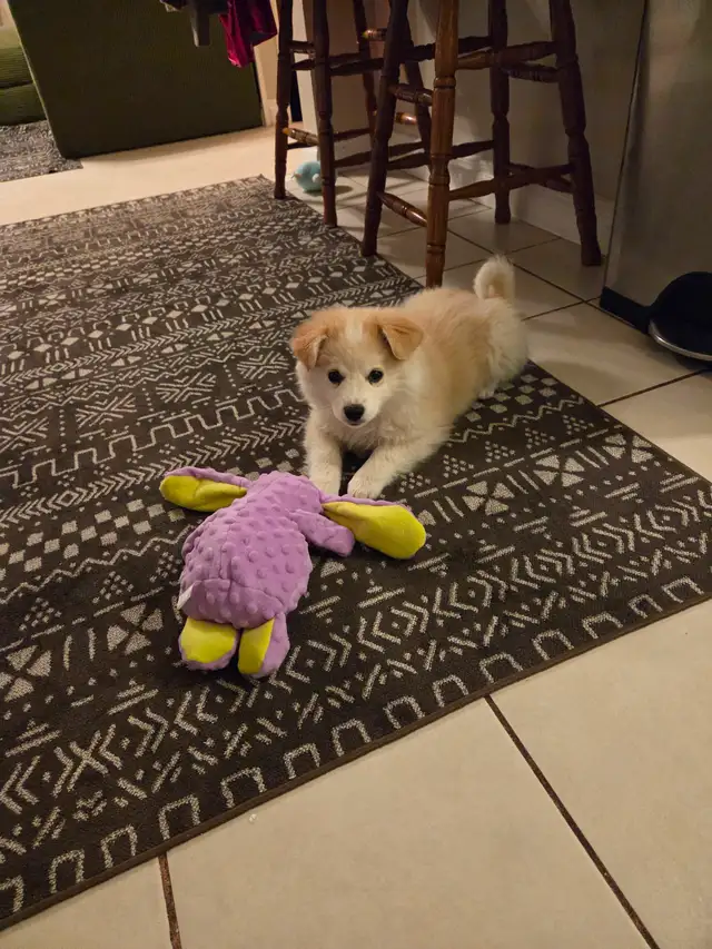 Mini american eskimo/ Australian shepherd P | Dogs & Puppies for ...