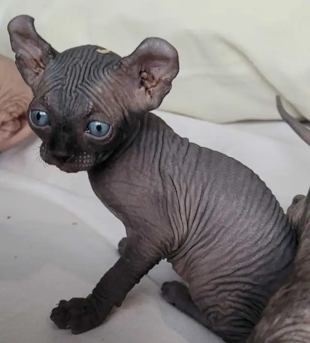 Femelle elf dwelf et sphynx regulier prêt pour la st Valentin | Cats ...