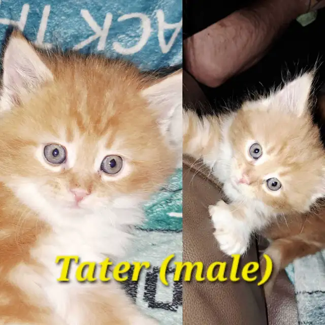 *PENDING PICKUP* Maine Coon x Norwegian Forest Cat kittens | Cats ...