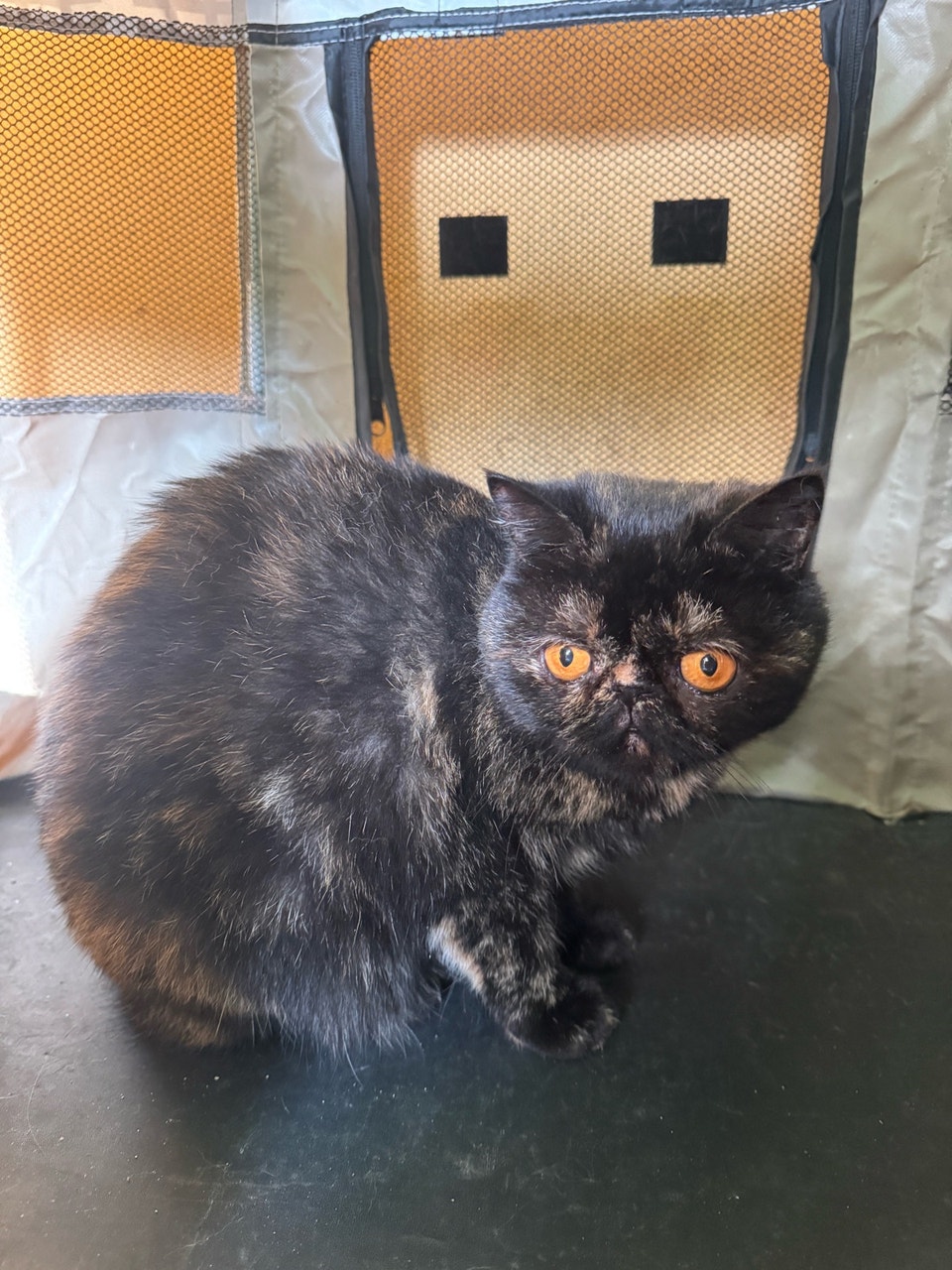 EXOTIC Short Hair - Female Torti | Cats & Kittens for Rehoming ...