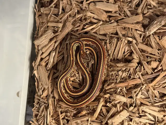 Young Corn Snake - Full Set up | Reptiles & Amphibians for Rehoming ...