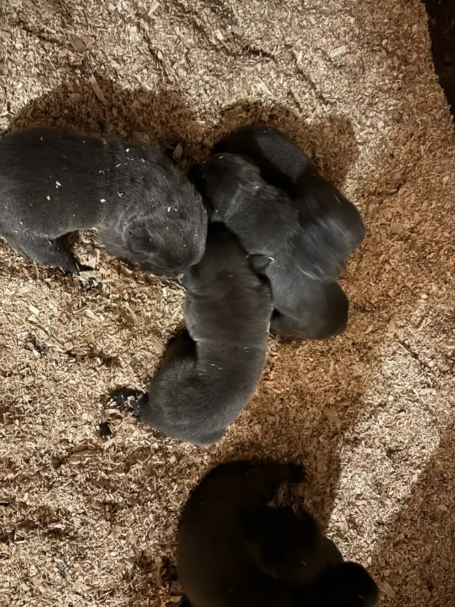 Cane Corso Puppies | Dogs & Puppies for Rehoming | Abbotsford | Free ...