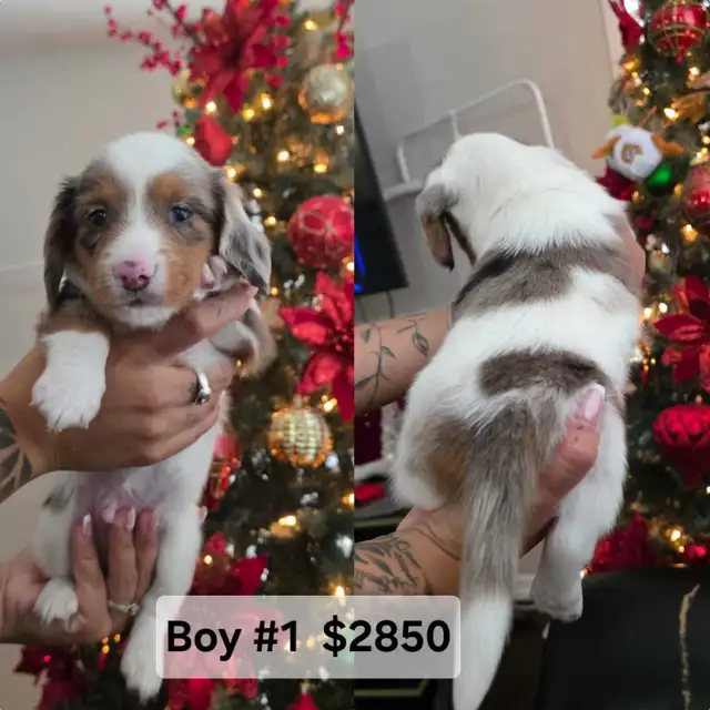 miniature dachshund long haired | Dogs & Puppies for Rehoming ...