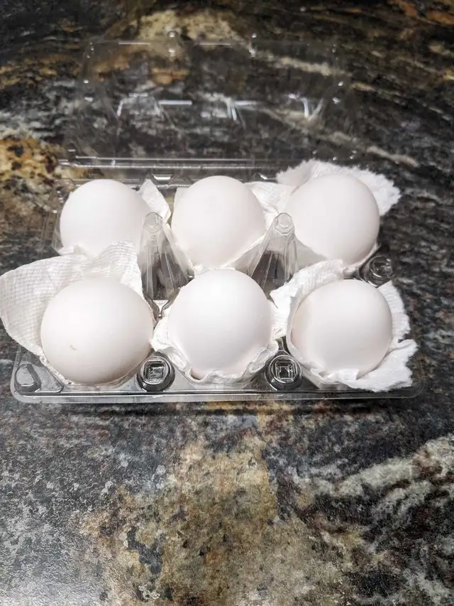polish hatching eggs | Livestock | Stratford | Free local classifieds ...