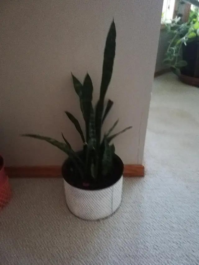 THE PICK UP : ARBOUR LAKE ( NW ) , ONE LARGE SIZE ORGANIC SNAKE ...