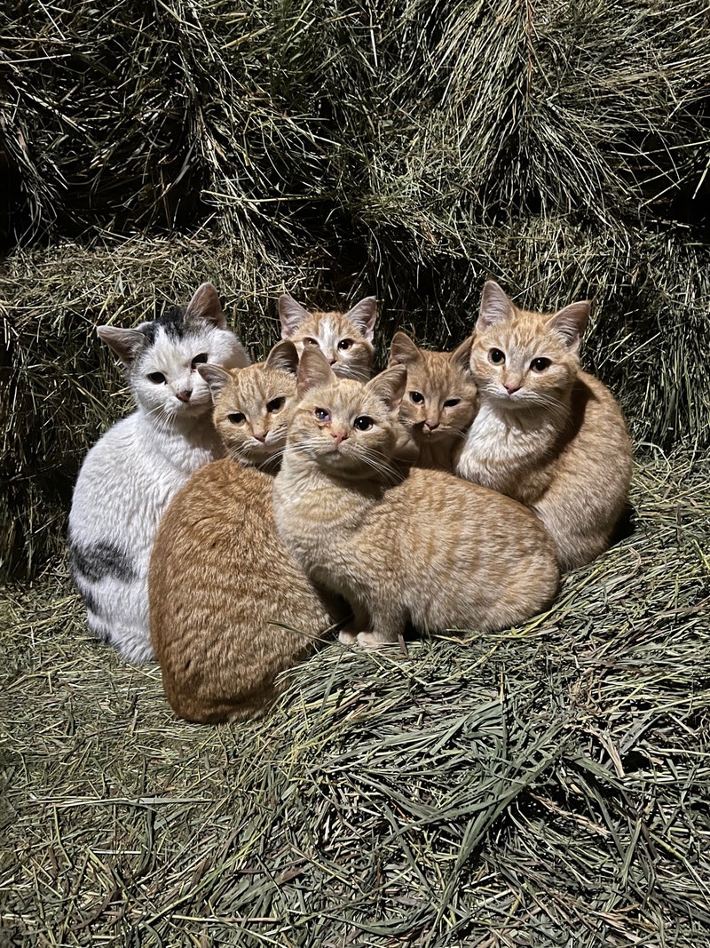 Free Kittens | Cats & Kittens for Rehoming | Red Deer | Kijiji