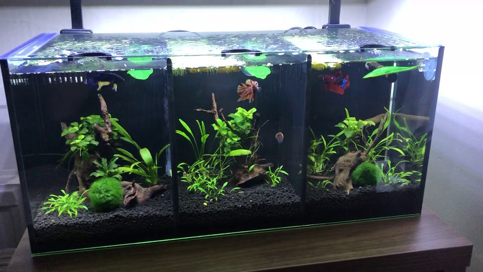 Aqua One Betta Trio Aquarium, 8.4 gallons + accessories | Accessories ...