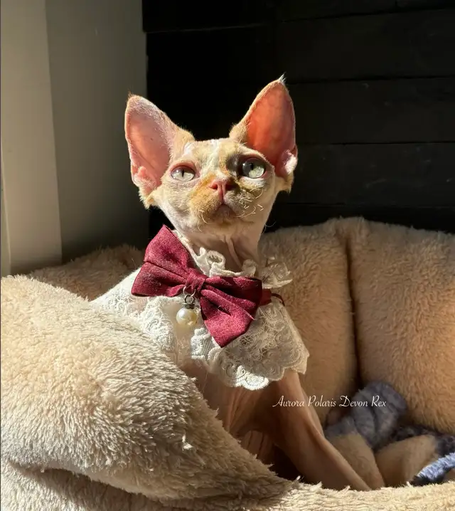 Devon Rex Kitten | Red Van Bicolor Male TICA & CFA | Cats & Kittens for ...