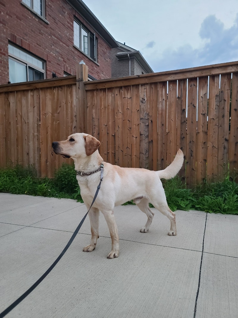 Golden Labrador 1.5 years (super friendly) | Dogs & Puppies for ...