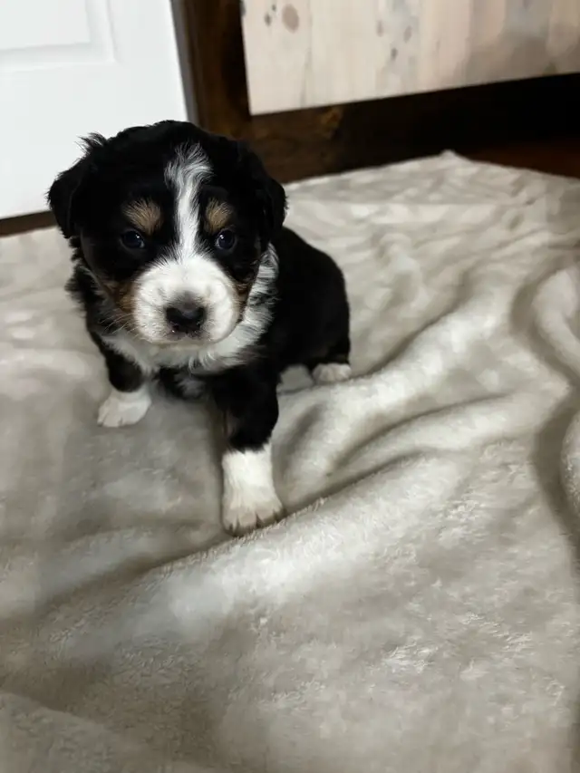 Berger Australien!!!!!!♥️ | Dogs & Puppies for Rehoming | Sherbrooke ...