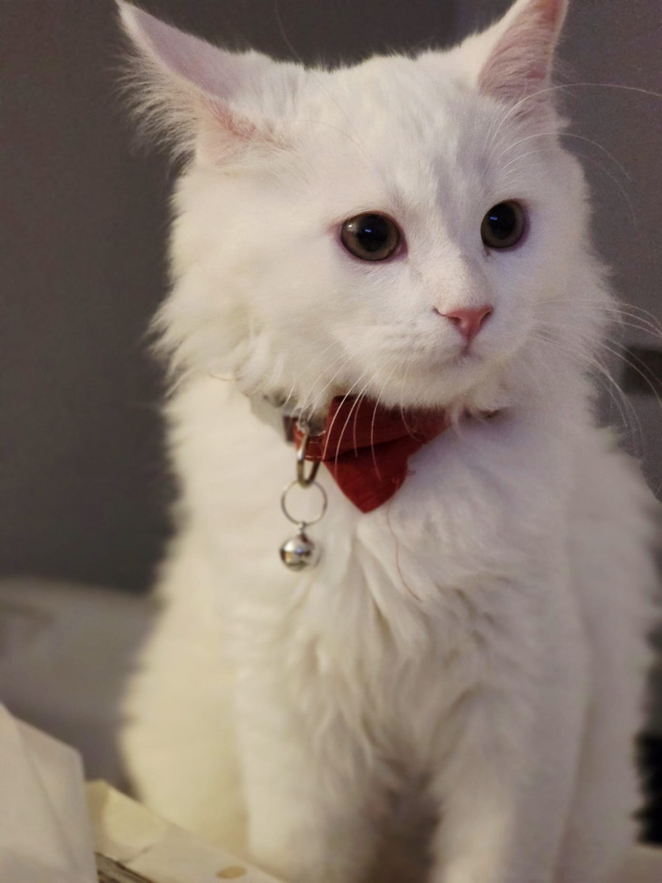 Purebred Turkish Angora Kitten | Cats & Kittens for Rehoming | City of ...
