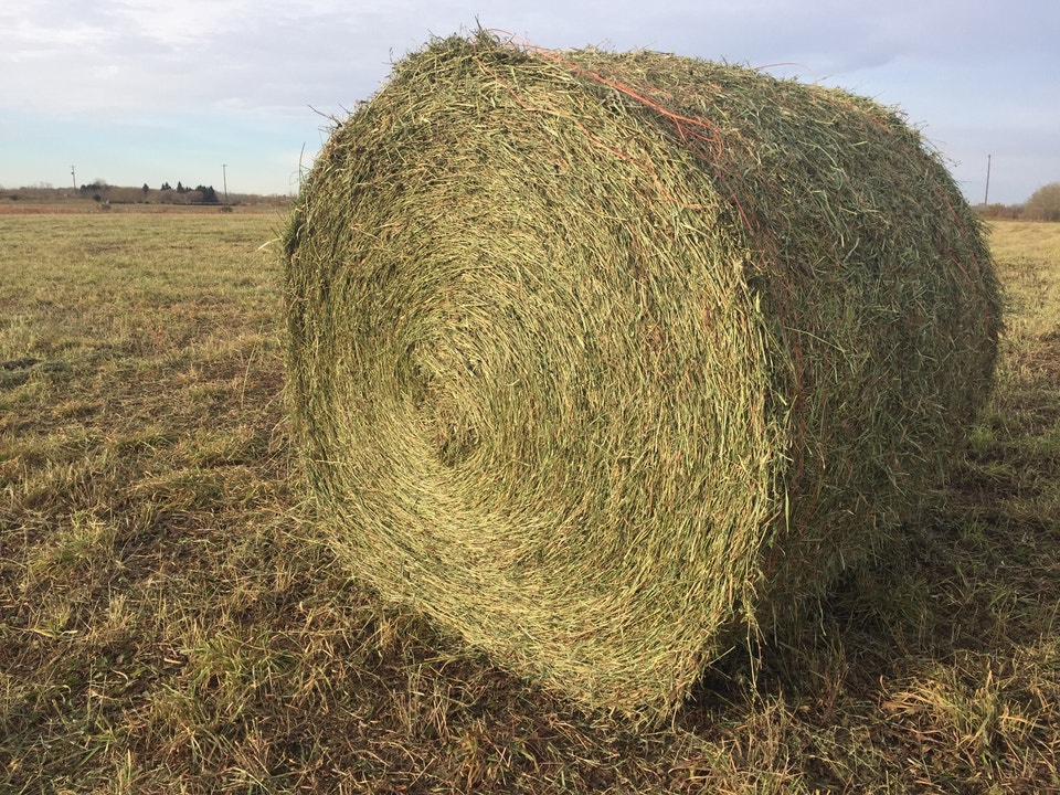 Round hay bales straight grass or 30% Alfafa | Livestock | Strathcona ...