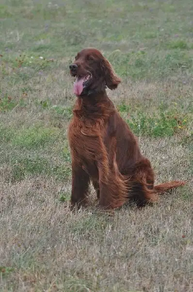 CKC Reg. Irish Setter puppies for Sale. | Dogs & Puppies for Rehoming ...