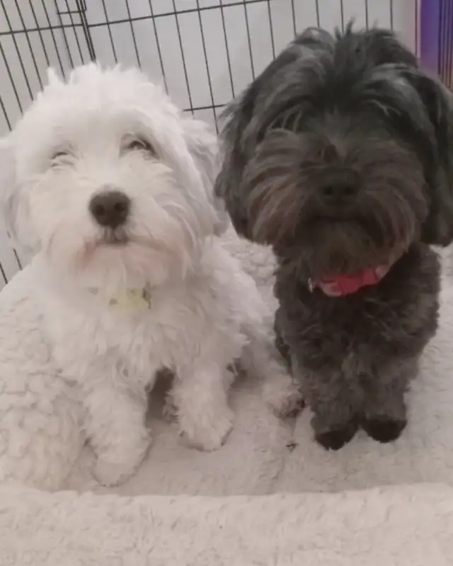 Chiots Bichon Maltais | Dogs & Puppies for Rehoming | Longueuil / South ...