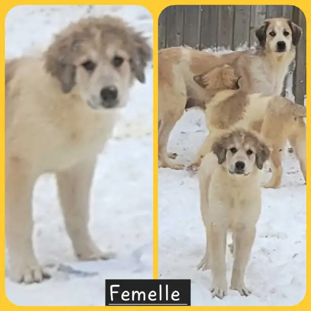 Montagne des Pyrenées x Bouvier Bernois x Berger Australien | Dogs ...