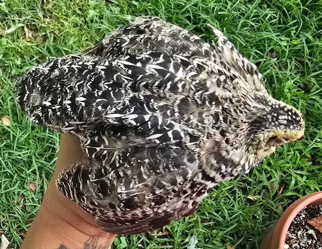 Jumbo & Standard Coturnix Quails Eggs | Livestock | Victoria | Free ...