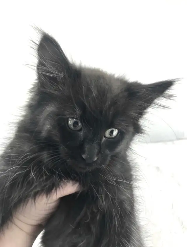 Clingy Maine Coon Kitten | Cats & Kittens for Rehoming | Hamilton ...